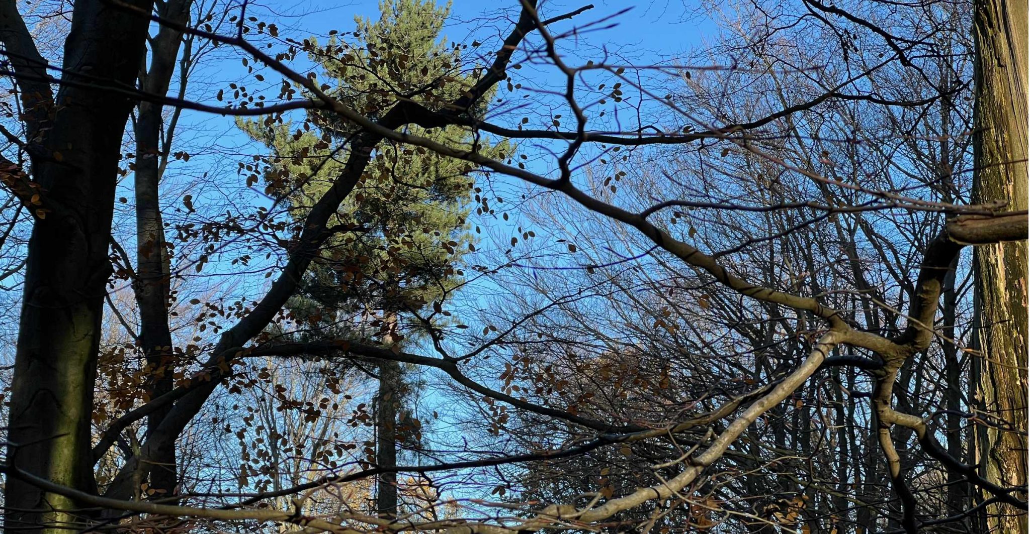 Linear Walk to Graves Park (2nd December 2025) – Dronfield Footpaths